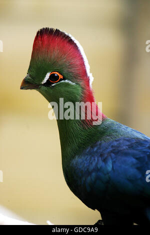Fischer's Turaco, tauraco corythaix fischeri, Adult with nice Colors ...