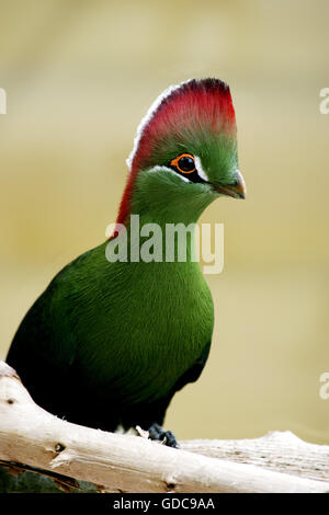 Fischer's Turaco, tauraco corythaix fischeri, Adult with nice Colors ...
