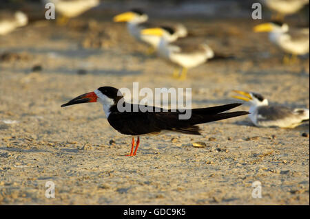 Black skimmer tern Rynchops niger skims the ocean for food at Clam Pass ...