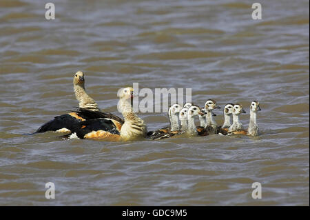Orinoco Goose, neochen jubata, Pair with Chicks on Water, Los Lianos in ...