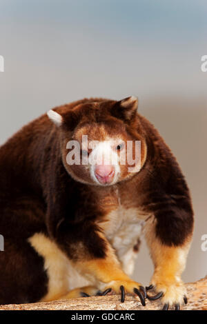 Matschie's tree-kangaroo (Dendrolagus matschiei), also known as the ...