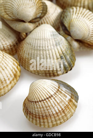 Common Cockle, cerastoderma edule against White Background Stock Photo ...