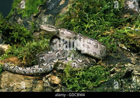 Argentine Rainbow Boa, epicrates cenchria alvarezi, Adult Stock Photo ...