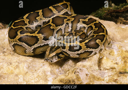 Indian rock python, snake in the national park, Selective focus with ...