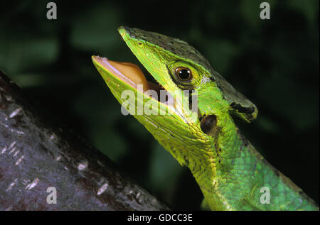 Eastern Casquehead Iguana - portrait / Laemanctus longipes Stock Photo ...