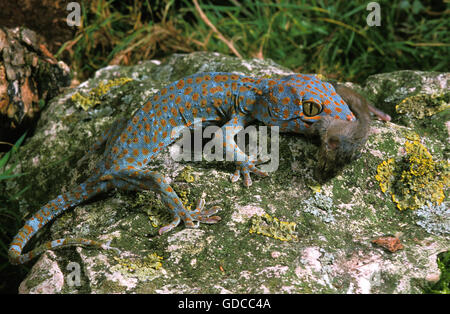 Tokay Gecko, gekko gecko, Adult with Open Mouth, Aggressive Behaviour ...