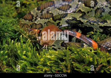 Hundred flower snake / Elaphe moellendorffi Stock Photo - Alamy
