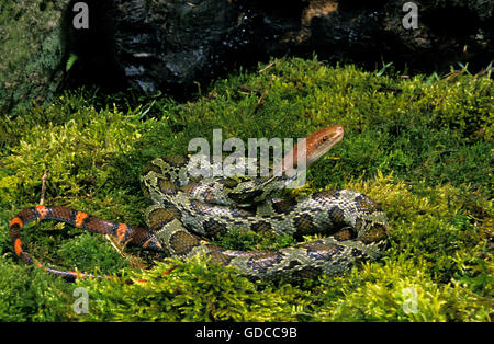 Hundred flower snake / Elaphe moellendorffi Stock Photo - Alamy