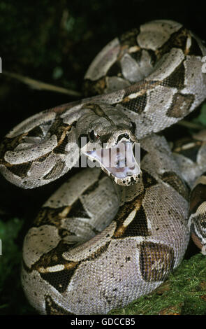 Boa Constrictor, boa constrictor, Adult with open Mouth Stock Photo - Alamy
