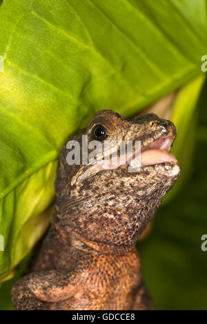 Brown Basilisk Lizard (Basiliscus vittatus) - Green Cay Wetlands ...