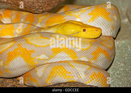 Albino reticulated python. Python snake yellow lying on the wooden ...