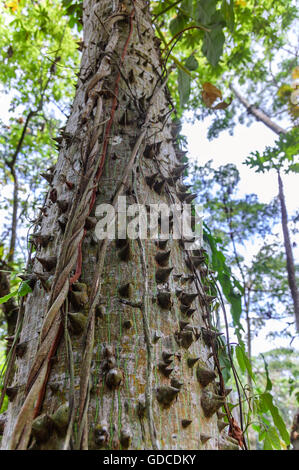 The trunk of a young Sacred Ceiba tree covered with thorns to protect ...
