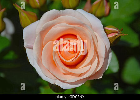 A beautiful single pink rose in full bloom growing in the bright summer ...