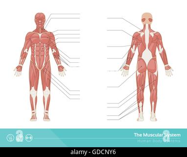 Front and rear view of the male muscular system, illustration Stock ...