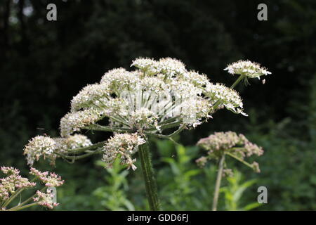 Close up of Giant Hog weed seed heads and white flowers Stock Photo - Alamy