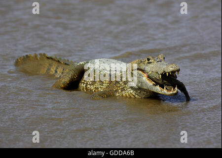 Spectacled Caiman, caiman crocodilus, Catching Fish in River, Los ...