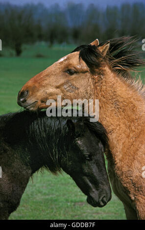 French Saddle Pony, Portrait of Adult Stock Photo - Alamy