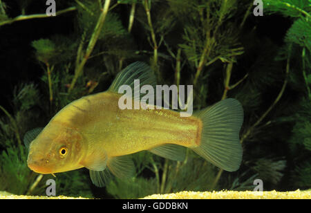 Tench, tenches (Tinca tinca), Tench, Animals, Other animals, Fish, Carp ...