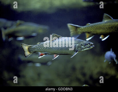 Brook Trout, salvelinus fontinalis, Adult Stock Photo - Alamy