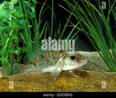Ruffe, gymnocephalus cernua, Adult Stock Photo - Alamy