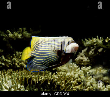 Emperor Angelfish (Pomacanthus imperator), emperor angelfish, Other ...