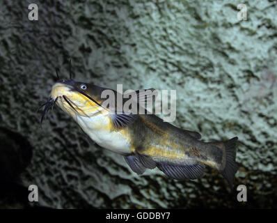 An image of a black bullhead (Ameiurus melas), a species of catfish ...