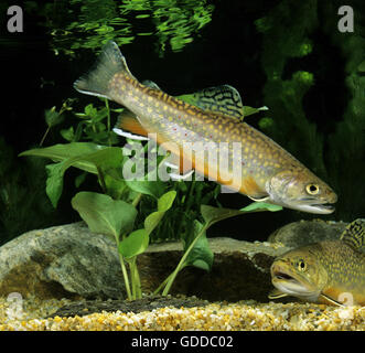 Brook Trout (Salvelinus fontinalis Stock Photo - Alamy