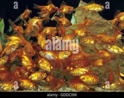 Dragon Eye Goldfish or Telescop Goldfish, carassius auratus Stock Photo ...