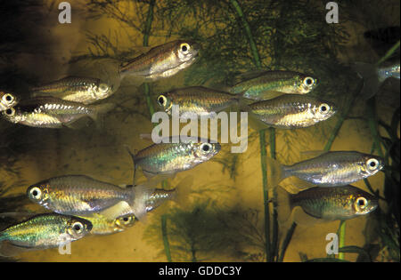 Congo Tetra (Phenacogrammus interruptus) (Alestopetersius interruptus ...