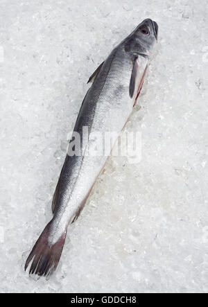 FRESH HAKE ON ICE Stock Photo - Alamy