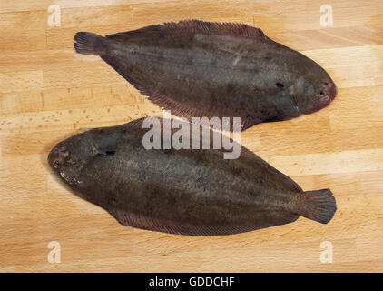 FRESH SOLE FISH solea solea Stock Photo - Alamy