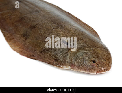 FRESH SOLE FISH solea solea AGAINST WHITE BACKGROUND Stock Photo - Alamy
