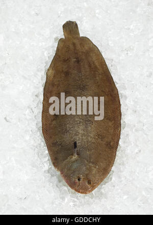 single fresh sole fish on white background Stock Photo - Alamy