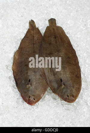 Sole, Sole, Other animals, Fish, Flatfish, Animals, sole, Solea spec ...