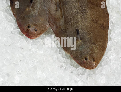 FRESH SOLE FISH solea solea ON ICE Stock Photo - Alamy