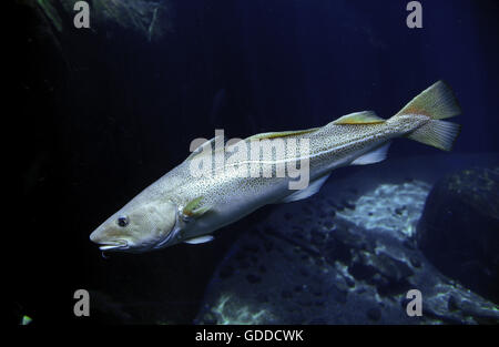 Atlantic Cod, gadus morhua, Adult Stock Photo - Alamy