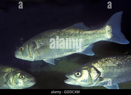 Sea Bass, dicentrarchus labrax, Group Swimming Stock Photo - Alamy