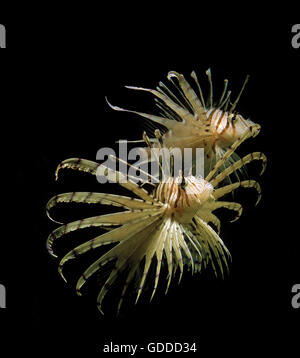 A pair of lionfish, Pterois volitans, in white polyp black coral ...