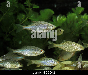 School of Amur bitterling (Rhodeus sericeus) in the Rhone River, Loire ...