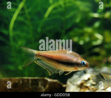 Emperor tetra Nematobrycon palmeri aquarium fish Stock Photo - Alamy