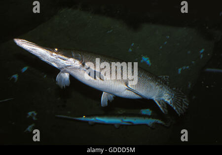 Alligator gar fish (Atractosteus Spatula) is native species in ...