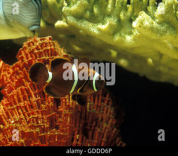 Spinecheek Anemonefish, Premnas biaculeatus, adult with young ...
