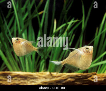 RIVER OR COMMON HATCHETFISH gasteropelecus sternicla Stock Photo - Alamy