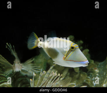 Blackbelly Triggerfish, rhinecanthus verrucosus Stock Photo - Alamy