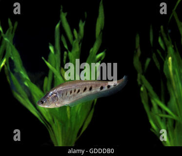 Notopterus chitala fish Stock Photo - Alamy