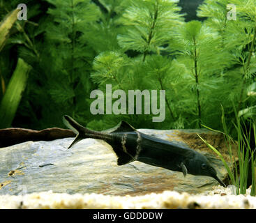 Elephant nose fish (Gnathonemus petersii), Congo Stock Photo - Alamy