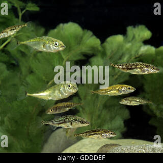 Gasterosteus aculeatus aculeatus Stock Photo - Alamy