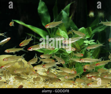 Rummy-nose or red-nose tetra, Hemigrammus bleheri Stock Photo - Alamy