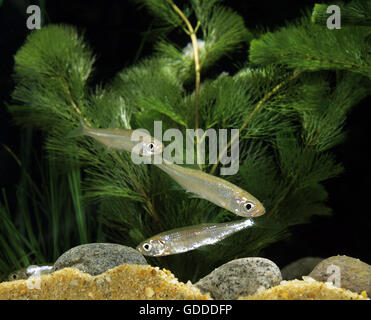 Moderlieschen (Leucaspius delineatus Stock Photo - Alamy