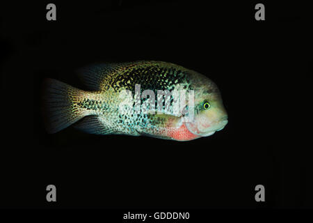 RED-HEADED CICHLID cichlasoma synspilum, ADULT Stock Photo - Alamy